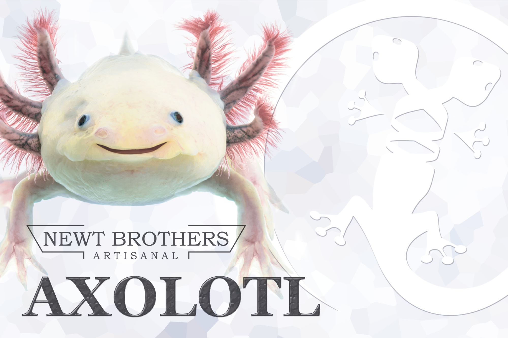 Cured Concentrates • Newt Brothers Artisanal